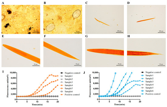 Establishment of a Simple and Rapid Nucleic Acid Detection Method for ...