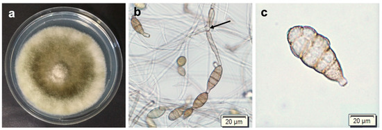 Multigene Phylogeny and Pathogenicity Trials Revealed Alternaria ...