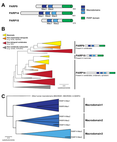 Recurrent Loss of Macrodomain Activity in Host Immunity and Viral Proteins