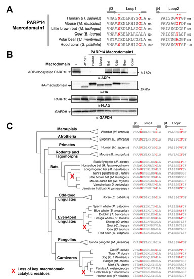 Recurrent Loss of Macrodomain Activity in Host Immunity and Viral Proteins