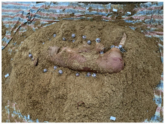 Static Aerated Composting of African Swine Fever Virus-Infected Swine ...