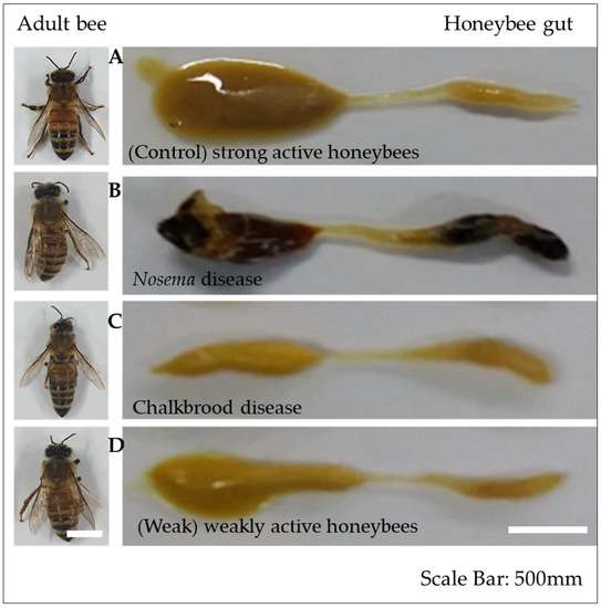The Ascosphaera apis Infection (Chalkbrood Disease) Alters the Gut ...