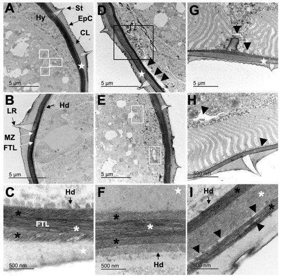 Anthelmintic-Like Activity and Ultrastructure Changes Produced by Two ...