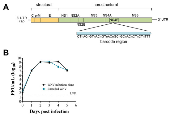 Intracellular Diversity of WNV within Circulating Avian Peripheral ...