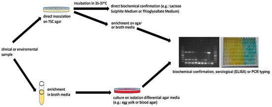 Clostridium perfringens—Opportunistic Foodborne Pathogen, Its Diversity ...