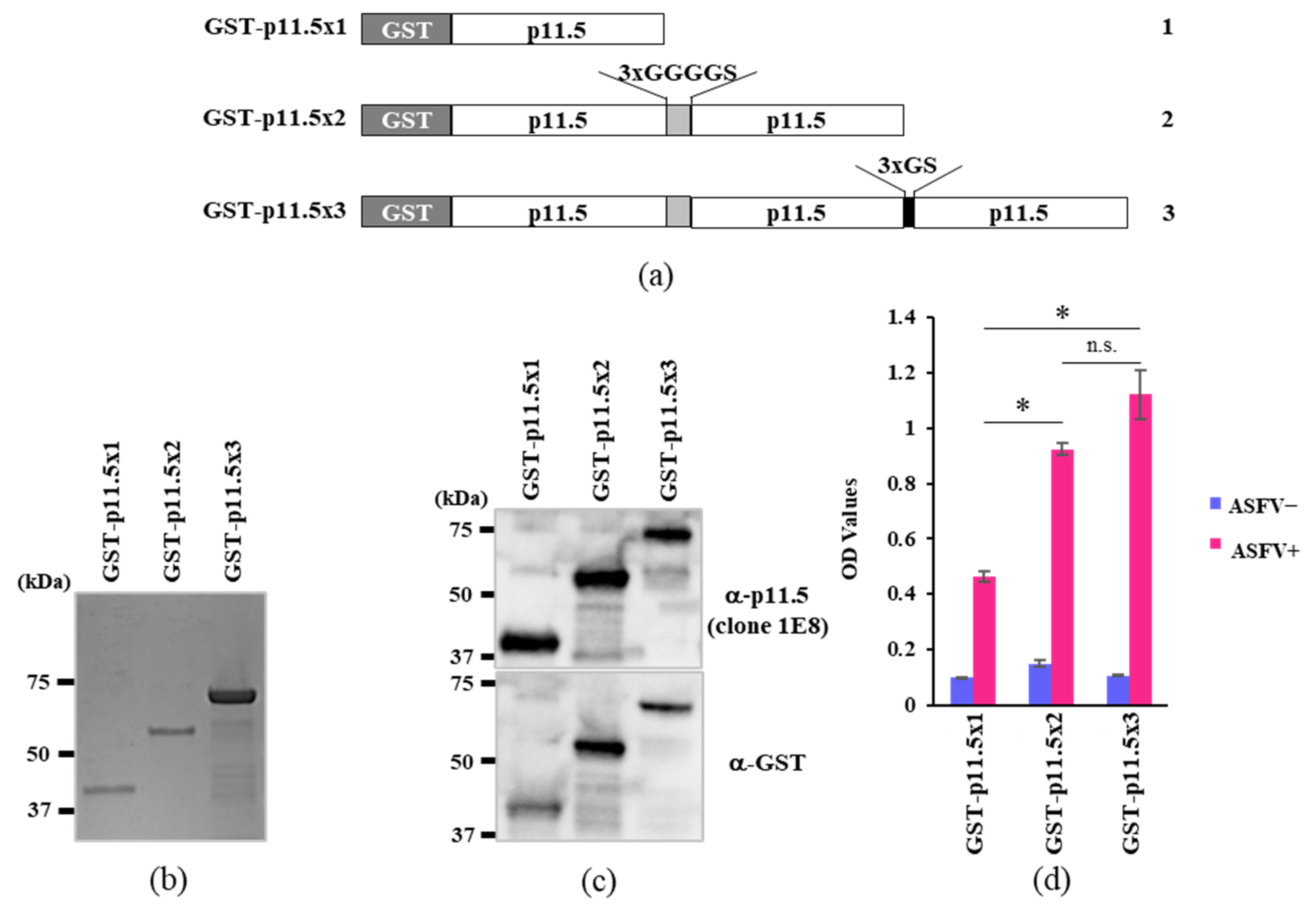 Development of a Novel Indirect ELISA for the Serological Diagnosis of African Swine Fever Using ...