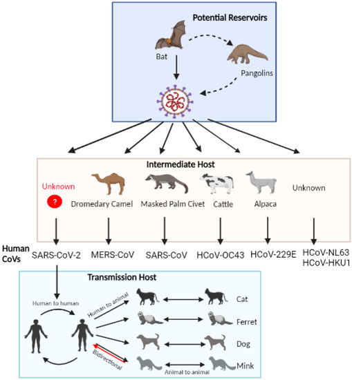 A SARS-CoV-2: Companion Animal Transmission and Variants Classification