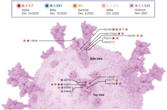 A SARS-CoV-2: Companion Animal Transmission and Variants Classification