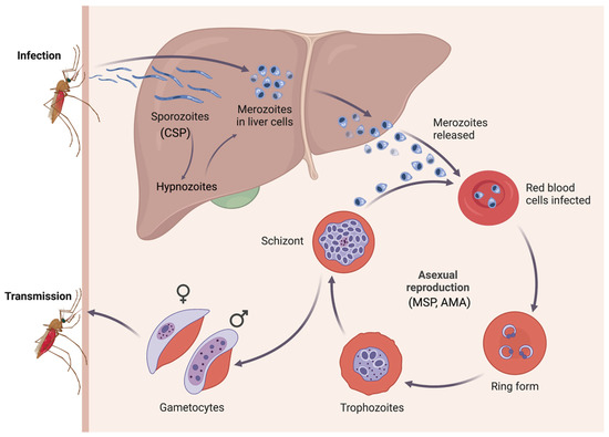 Using Serological Markers for the Surveillance of Plasmodium vivax ...