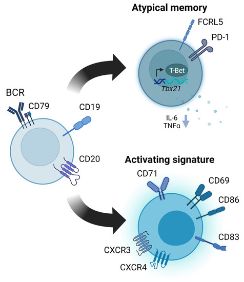 Recent Insights into the Role of B Cells in Chronic Hepatitis B and C ...