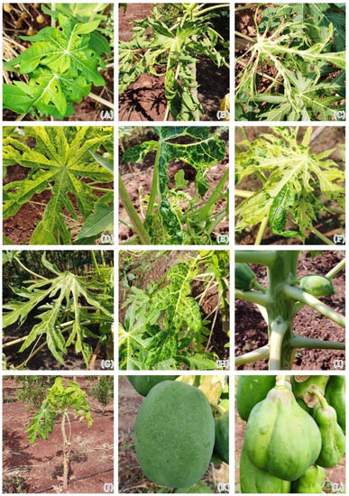 Survey, Detection, Characterization of Papaya Ringspot Virus from ...
