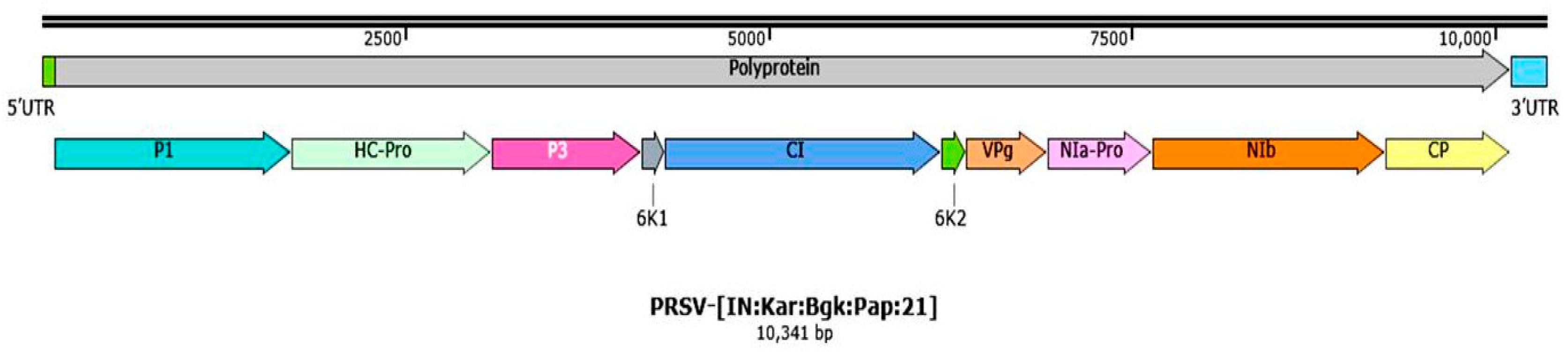 Survey, Detection, Characterization of Papaya Ringspot Virus from ...