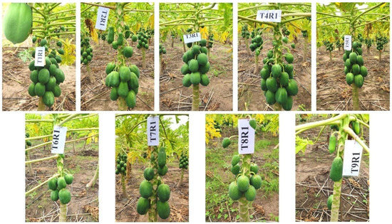 Survey, Detection, Characterization of Papaya Ringspot Virus from ...