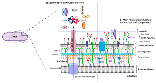 Virulence Factors of Mycobacterium tuberculosis as Modulators of Cell ...