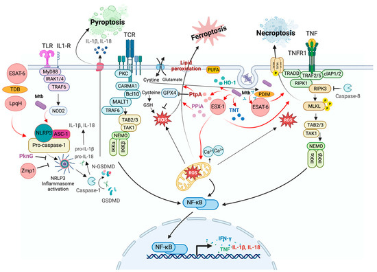 Virulence Factors of Mycobacterium tuberculosis as Modulators of Cell ...