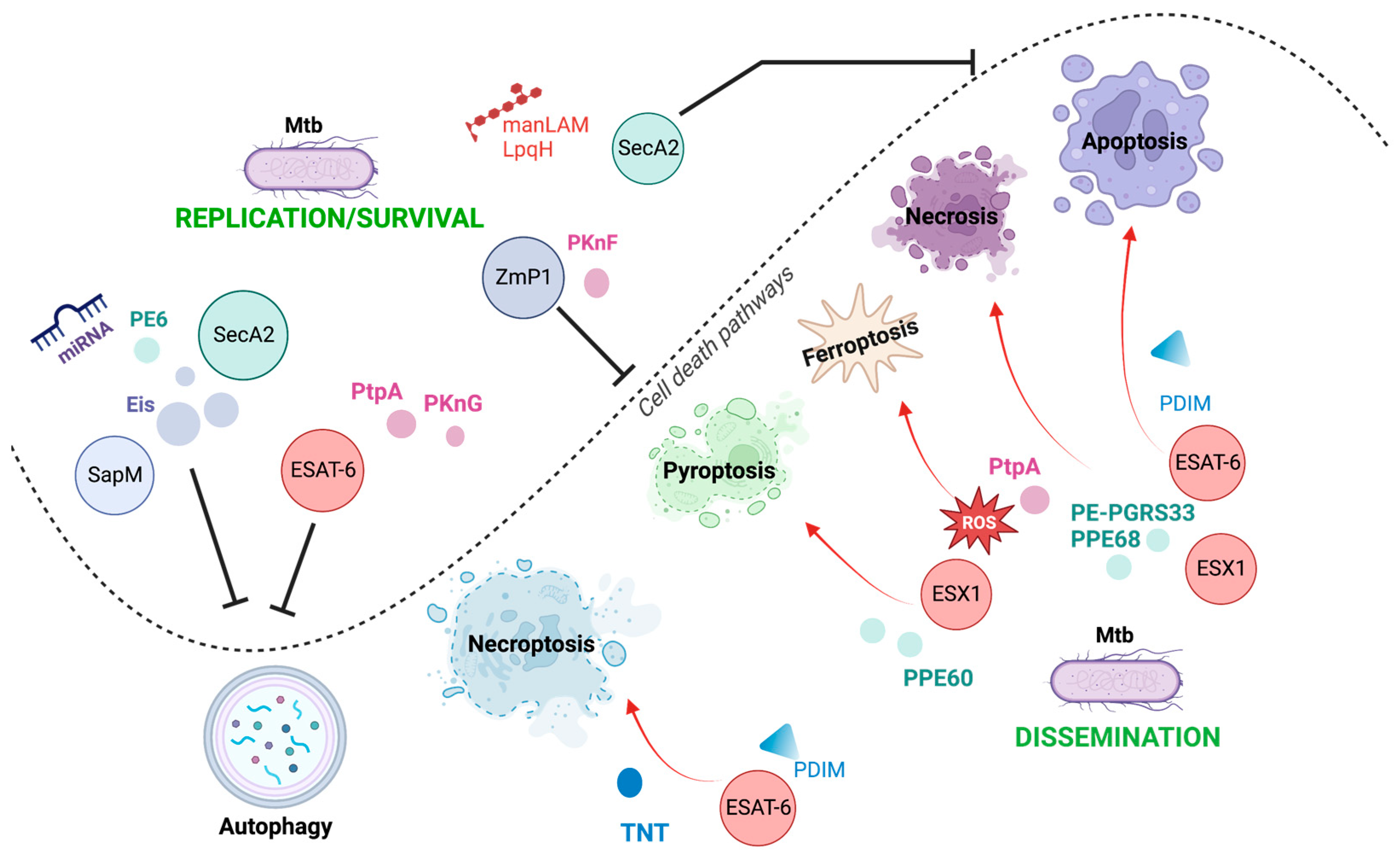Pathogens | Free Full-Text | Virulence Factors of Mycobacterium tuberculosis as Modulators of ...