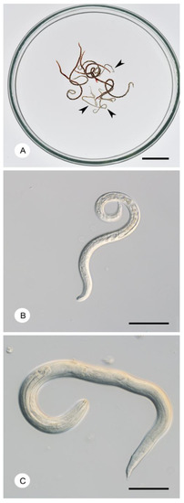Angiostrongylus Cantonensis Life Cycle