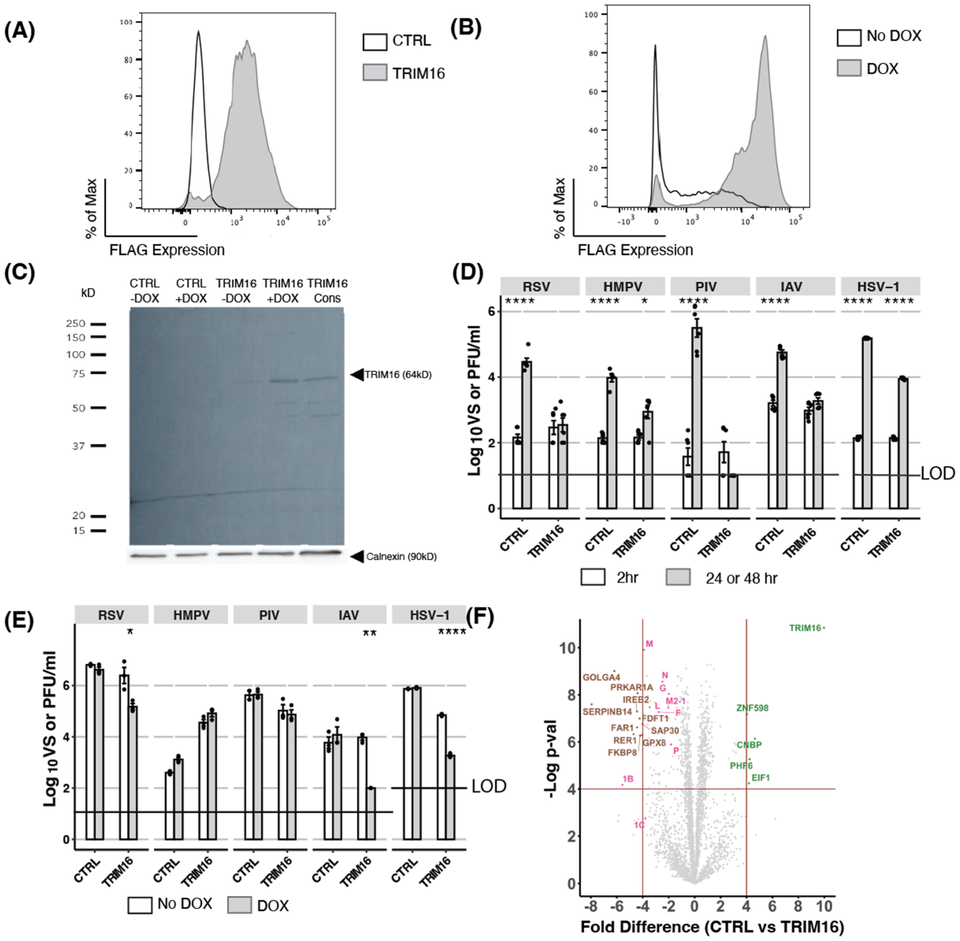 TRIM16 Overexpression in HEK293T Cells Results in Cell Line-Specific Antiviral Activity