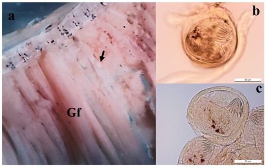 Discovery of a Digenean (Cryptogonimidae) Living in a Cleft-Lipped Goby ...