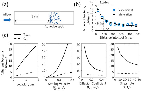 Pathogens | Free Full-Text | Effect of Gravity on Bacterial Adhesion to ...