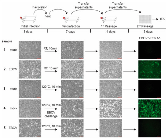 Art of the Kill: Designing and Testing Viral Inactivation Procedures ...