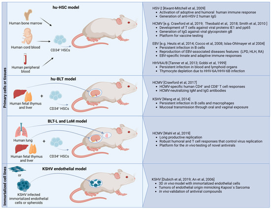 Mouse Models for Human Herpesviruses