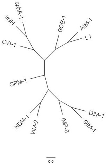 Novel Metallo-β-Lactamase blaCVI-1 Isolated from a Chromobaterium ...