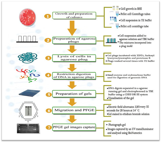Pulsed-Field Gel Electrophoresis Analysis of Bovine Associated Staphylococcus aureus: A Review