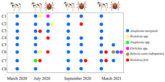 Dynamics of Infections in Cattle and Rhipicephalus microplus: A Preliminary Study