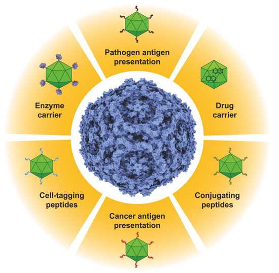 Therapeutic Potential of Engineered Virus-like Particles of Parvovirus B19
