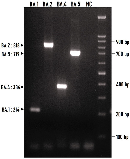 An ARMS-Multiplex PCR Targeting SARS-CoV-2 Omicron Sub-Variants