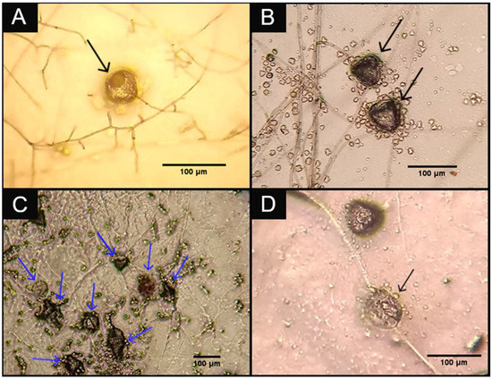Efficiency of Experimental Formulation Containing Duddingtonia flagrans ...