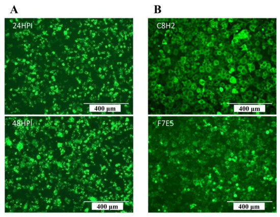 Generation of Stable Cell Lines Expressing Akabane Virus N Protein and ...