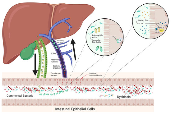 The Role of the Gastrointestinal Microbiome in Liver Disease