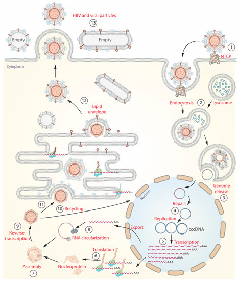 Pathogens | Free Full-Text | Host and HBV Interactions and Their ...