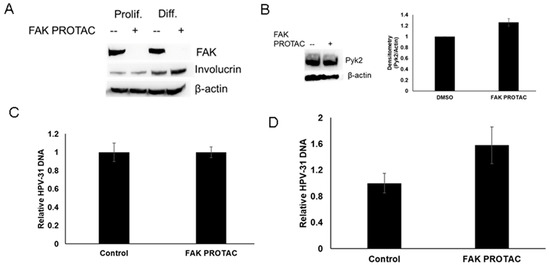 Focal Adhesion Kinase Binds to the HPV E2 Protein to Regulate Initial ...