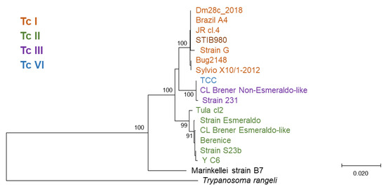 Pathogens | Free Full-Text | Trypanosoma cruzi STIB980: A TcI Strain for Drug Discovery and ...