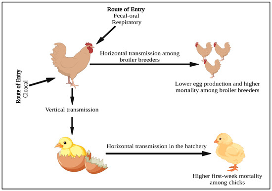 Pathogens Free Full Text Avian Pathogenic Escherichia Coli Apec In Broiler Breeders An