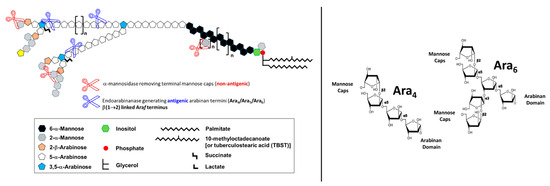 Collected Thoughts on Mycobacterial Lipoarabinomannan, a Cell Envelope ...