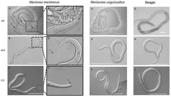 Establishment of an Animal Model Scheme of Strongyloides stercoralis ...