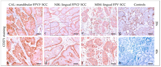 Feline SCCs of the Head and Neck Display Partial Epithelial-Mesenchymal ...