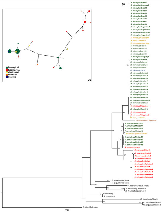 Low Genetic Diversity of the Only Clade of the Tick Rhipicephalus ...