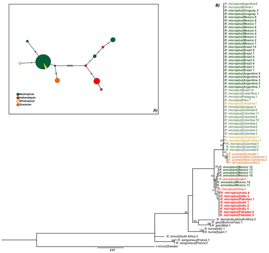 Pathogens | Free Full-Text | Low Genetic Diversity of the Only Clade of the Tick Rhipicephalus ...
