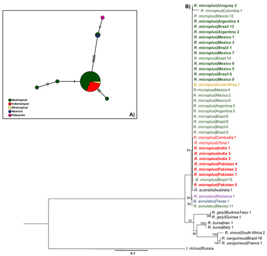 Pathogens | Free Full-Text | Low Genetic Diversity of the Only Clade of the Tick Rhipicephalus ...