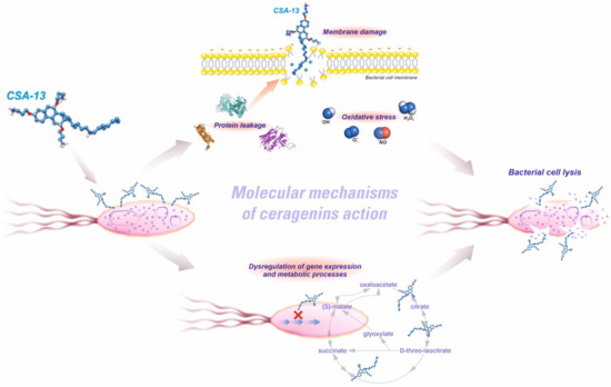 Ceragenins and Ceragenin-Based Core-Shell Nanosystems as New ...