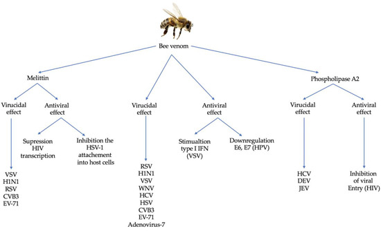 Bee Venom and Its Two Main Components—Melittin and Phospholipase A2—As ...