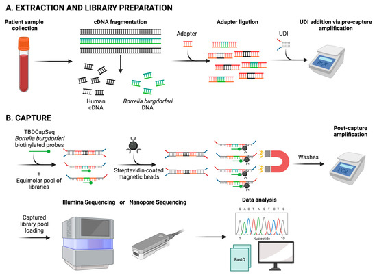 Pathogens | Free Full-Text | Tick-Borne Co-Infections: Challenges in ...