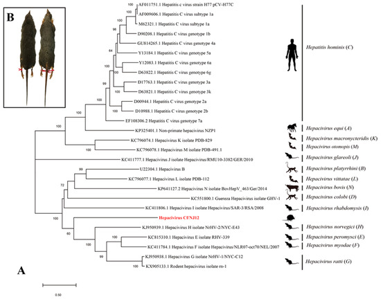 Identification of a Novel Hepacivirus in Southeast Asian Shrew ...