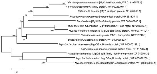 Impact of MgtC on the Fitness of Yersinia pseudotuberculosis