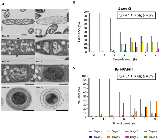 Pathogens | Free Full-Text | Analysis of Sporulation in Bacillus cereus ...